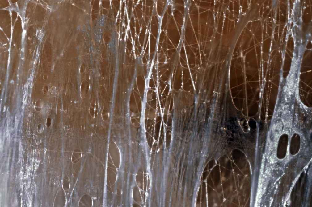 Was sind Faszien? Einfach und verständlich erklärt.