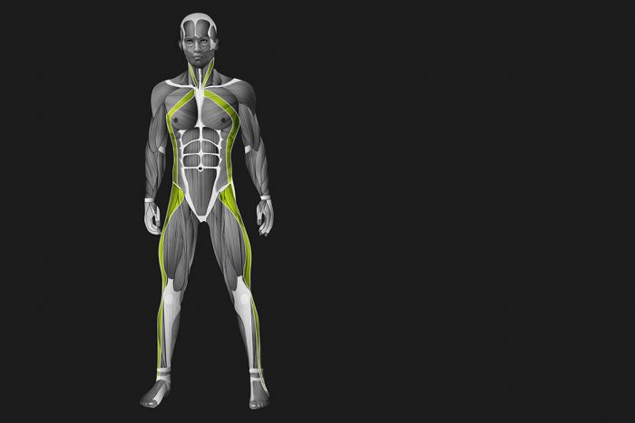 Muskelfaszien-Ketten – Alles in unserem Körper ist miteinander verbunden.