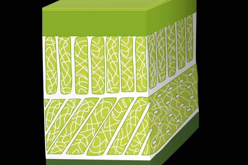 Was sind Faszien? Einfach und verständlich erklärt.
